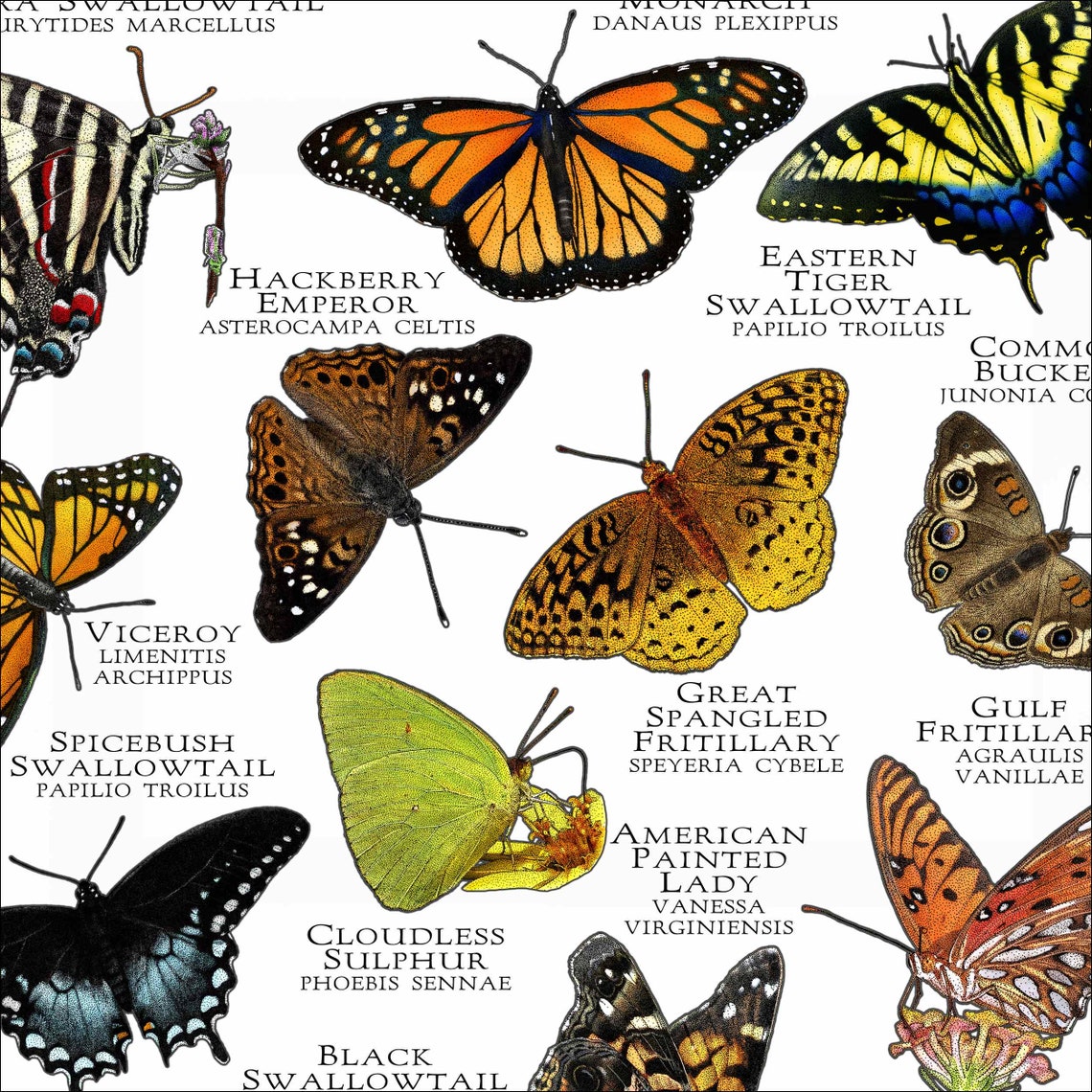 Butterflies of Kentucky Poster Print Field Guide - Etsy