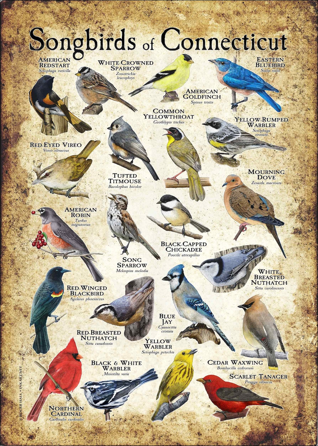 Songbirds of Connecticut Poster Print - Field Guide - Etsy