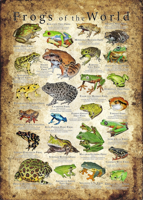 Frogs of the World Poster Print - Etsy UK