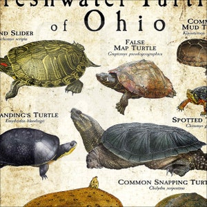 Freshwater Turtles of Ohio Poster Print/field Guide - SIGNED BY ARTIST ...