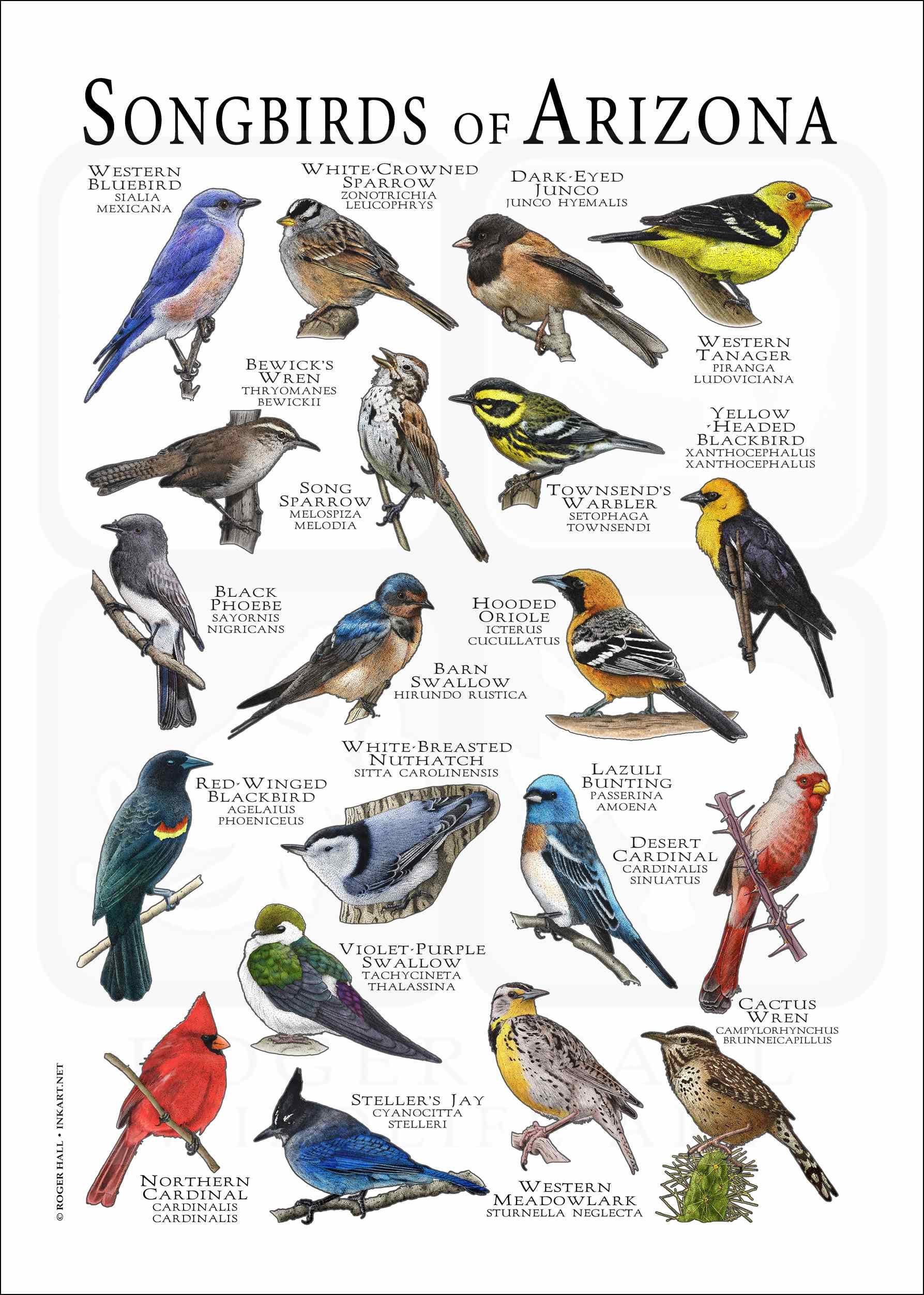 Birds Of Arizona