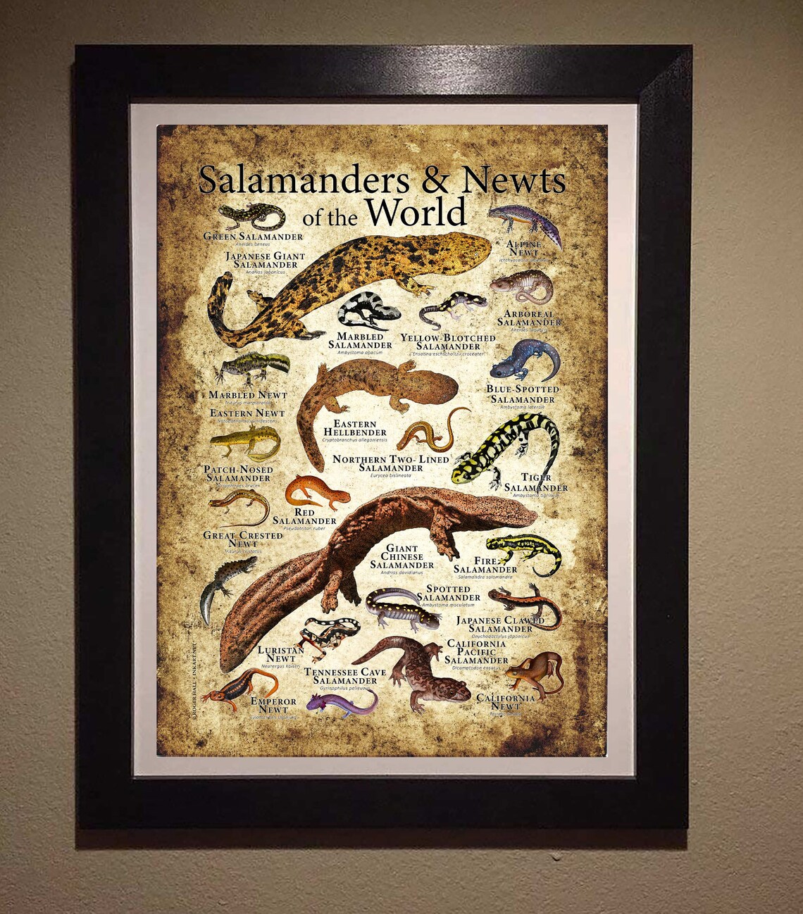 Salamanders and Newts of the World Poster Print - Etsy