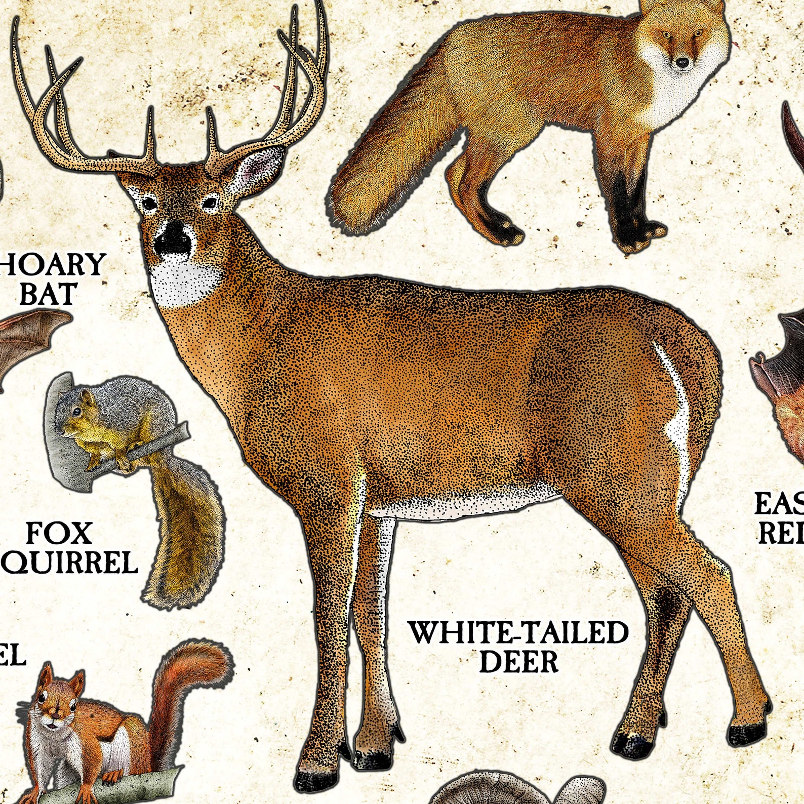 Oklahoma Mammals Poster Print: Signed Wildlife Art - Etsy