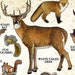 Oklahoma Mammals Poster Print: Signed Wildlife Art - Etsy