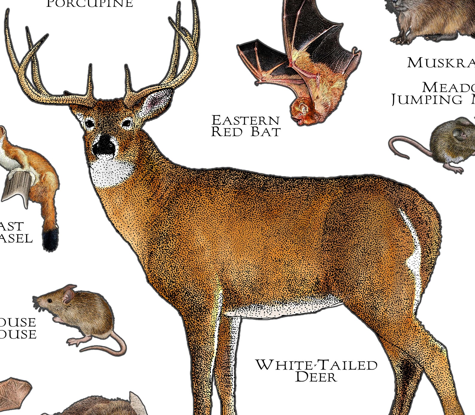 Land Mammals of Maryland Poster Print / Maryland Mammals Field | Etsy Land Mammals of Maryland Poster Print / Maryland Mammals Field | Etsy