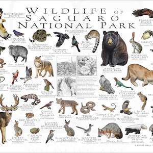 Wildlife of Saguaro National Park/field Guide - SIGNED BY ARTIST! - Etsy