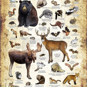 Massachusetts Mammals Poster Print: Signed Wildlife Art - Etsy