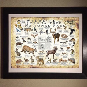 Wildlife of Joshua Tree National Park/field Guide - SIGNED BY ARTIST ...