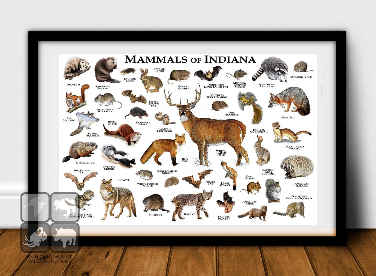 Mammals of Indiana Poster Print / Indiana Mammals Field Guide | Etsy