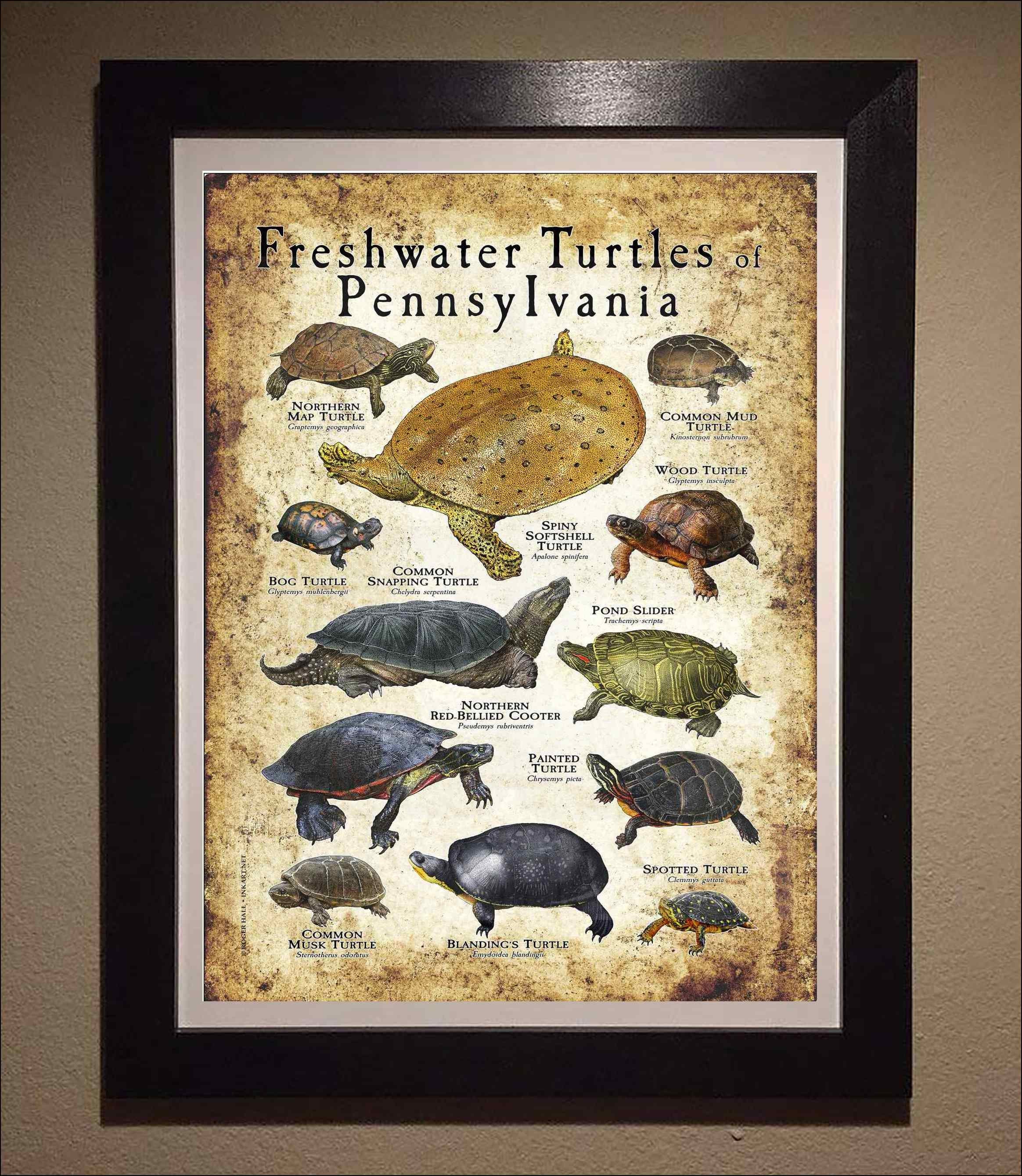 Freshwater Turtles of Pennsylvania Poster Print/field Guide - SIGNED BY ...
