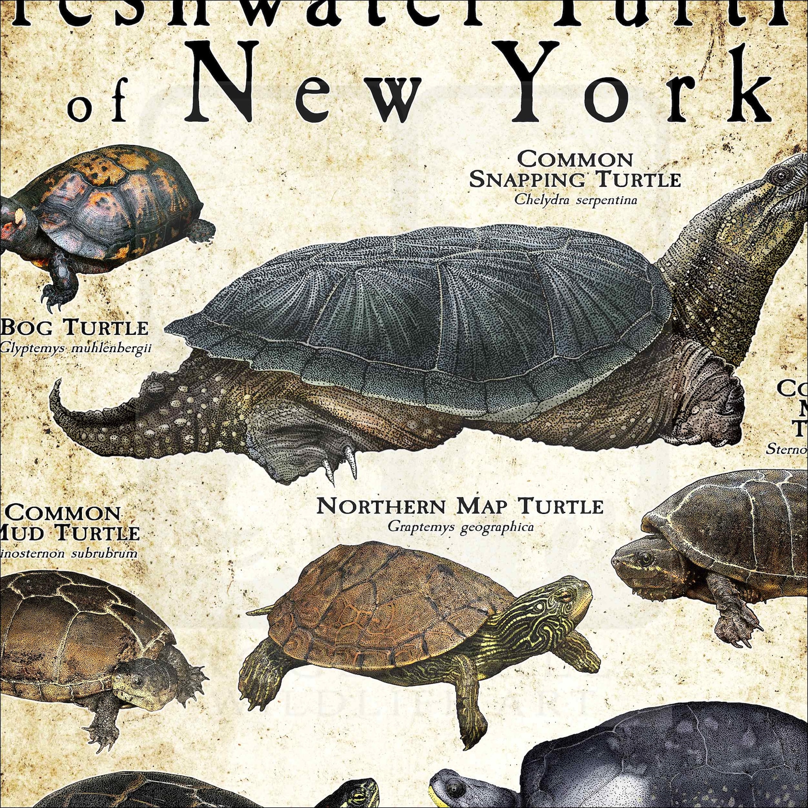 Freshwater Turtles of New York Poster Print/field Guide - SIGNED BY ...