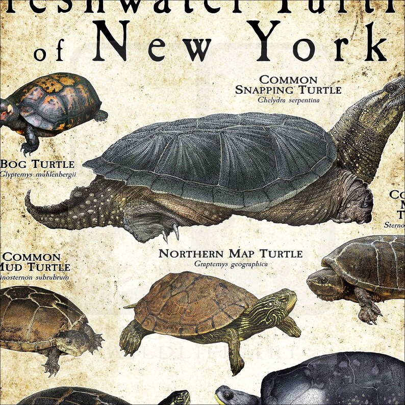 Freshwater Turtles of New York Poster Print/field Guide - SIGNED BY ...