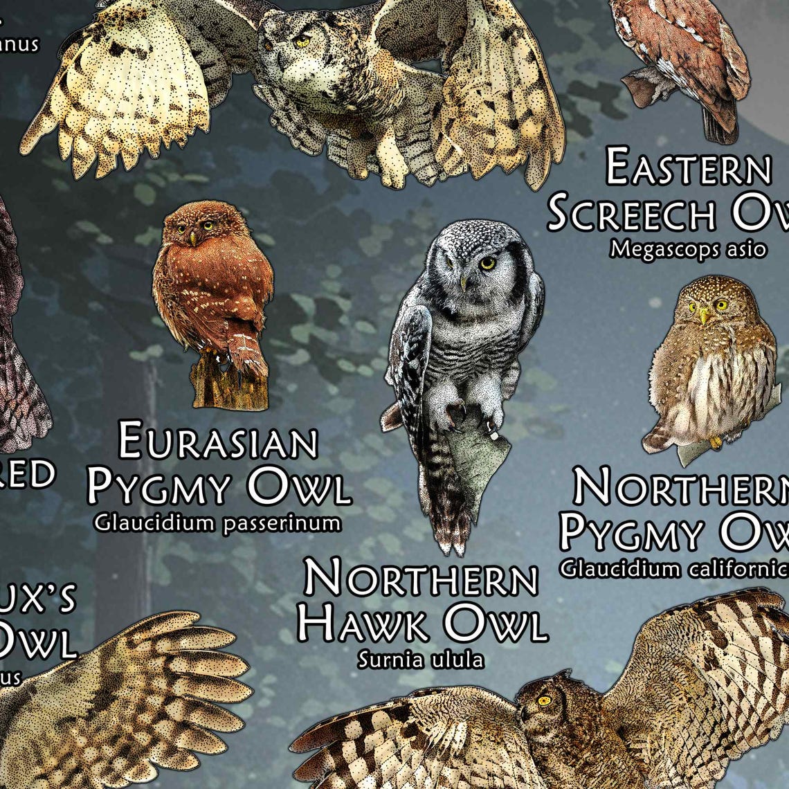 Owls of the World Poster Print - SIGNED BY ARTIST! - Etsy