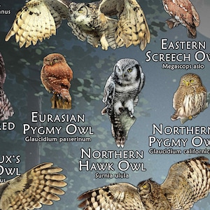 Owls of the World Poster Print - SIGNED BY ARTIST! - Etsy