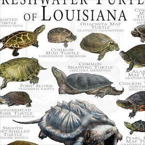 Freshwater Turtles of Louisiana Poster Print/field Guide - SIGNED BY ...