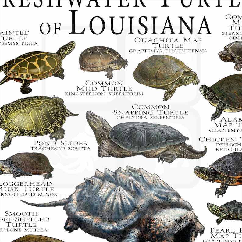 Freshwater Turtles of Louisiana Poster Print/field Guide - SIGNED BY ...