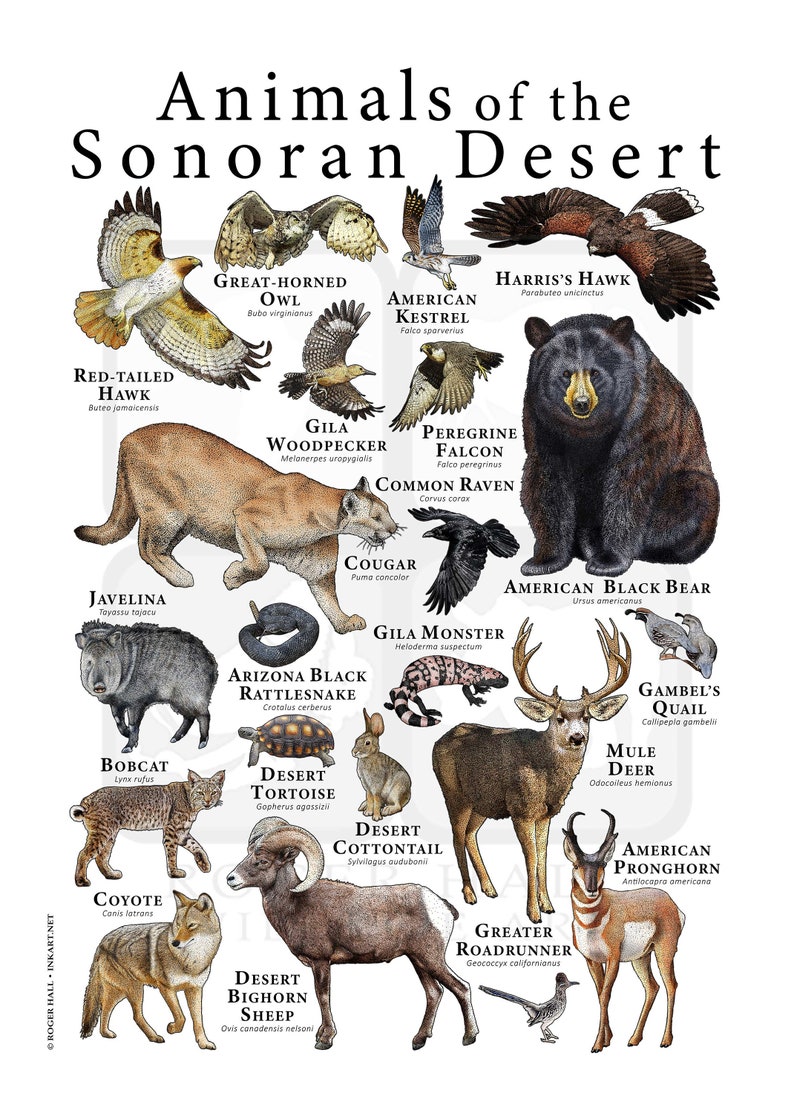Animals of the Sonoran Desert Poster | Etsy