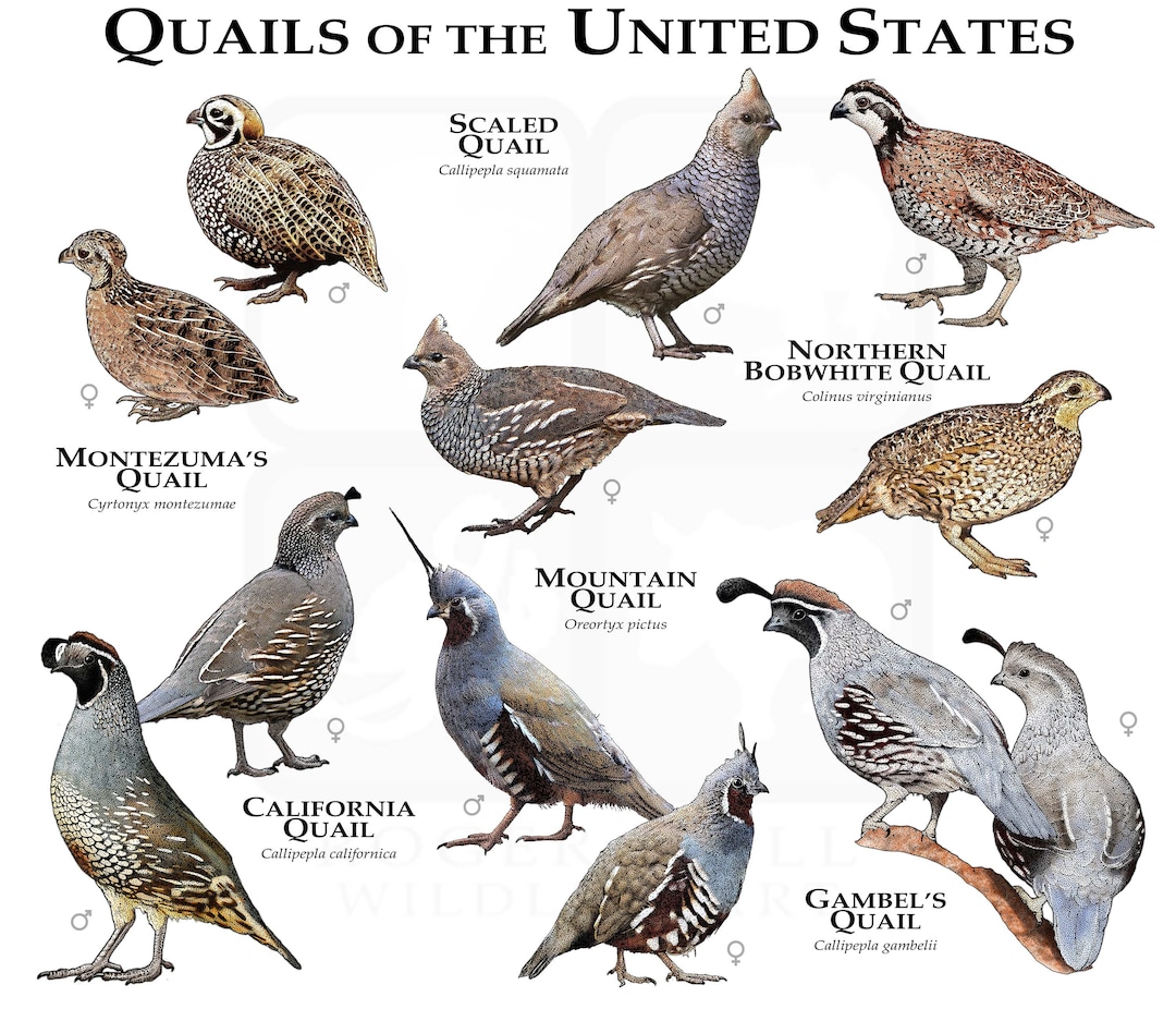 Quails Birds