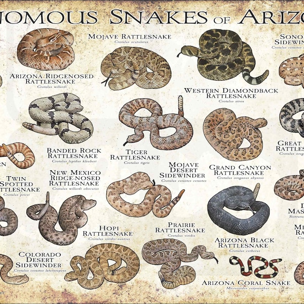 WildlifeArtbyRoger - Etsy