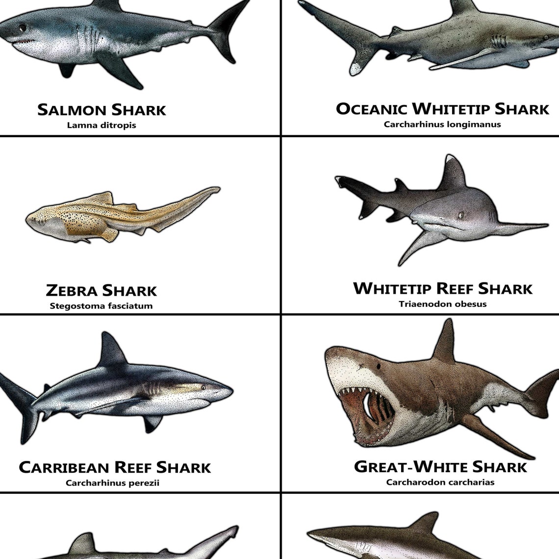 Sharks of the World Art Poster / Field Guide - Etsy Australia