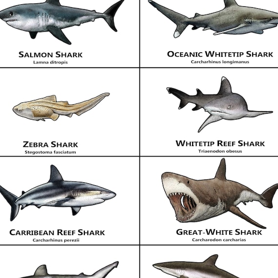 Different Types Of Sharks In The World