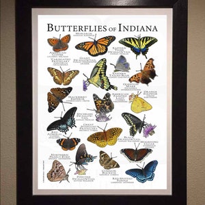 Butterflies of Indiana Poster Print Field Guide - Etsy