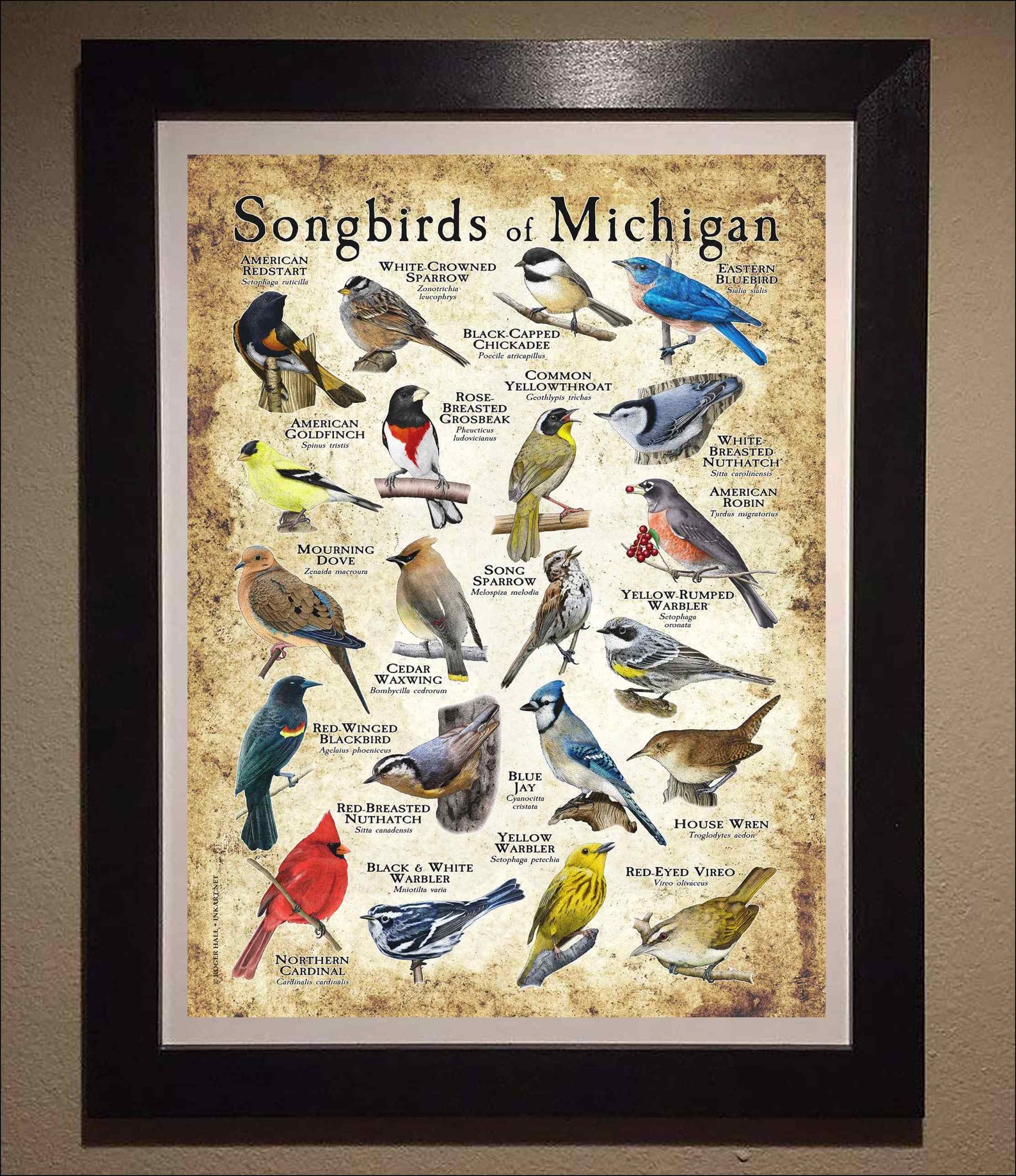 Songbirds of Michigan Poster Print - Field Guide - SIGNED BY ARTIST! - Etsy