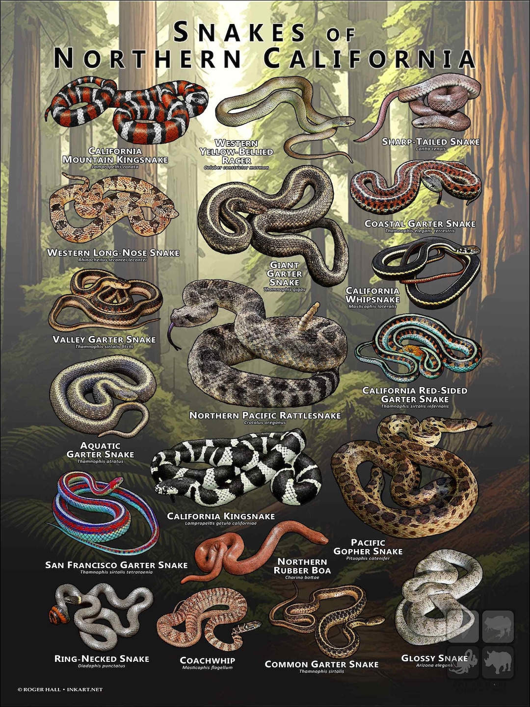 Snakes of Northern California Poster Print/field Guide - SIGNED BY ...