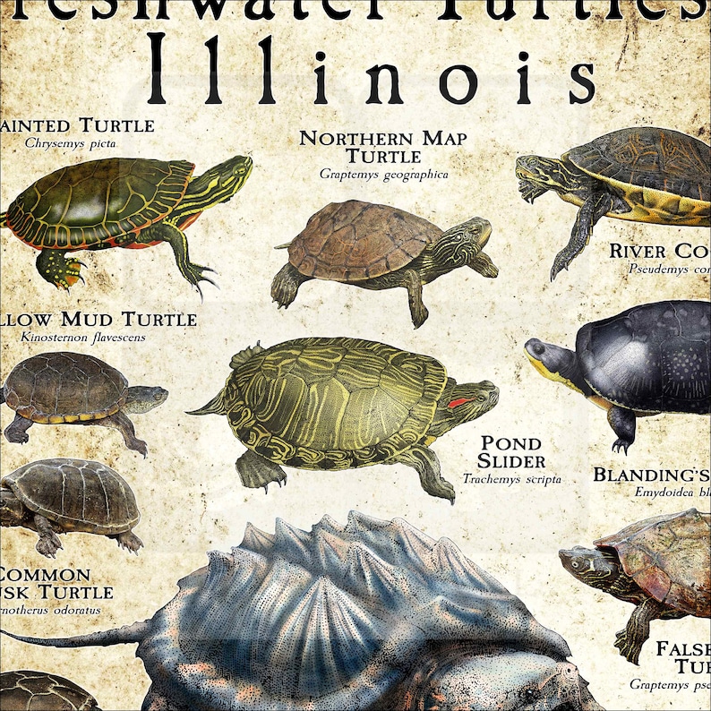 Freshwater Turtles of Illinois Poster Print/field Guide - SIGNED BY ...