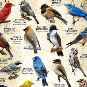 Songbirds of South Carolina Poster Print Field Guide - Etsy