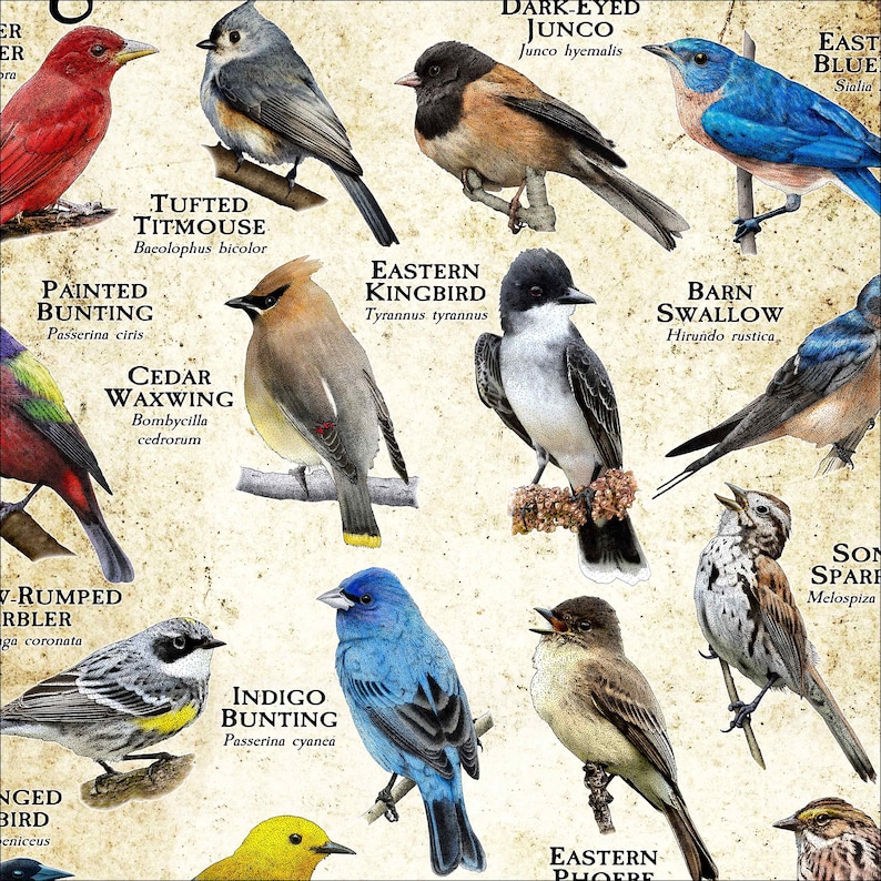 Songbirds of South Carolina Poster Print Field Guide - Etsy