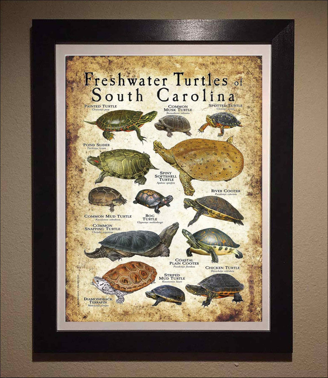 Freshwater Turtles of South Carolina Poster Print/field Guide - SIGNED ...
