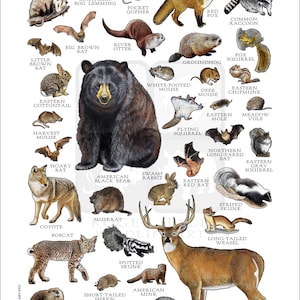 Arkansas Mammals Poster Print: Signed Field Guide Art - Etsy