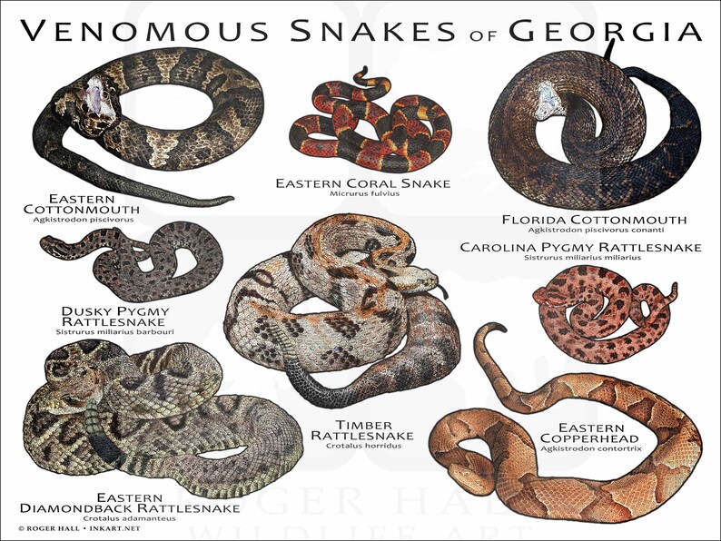 Venomous Snakes of Georgia Art Print / Field Guide - Etsy