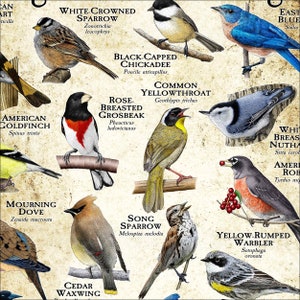 Songbirds of Michigan Poster Print - Field Guide - SIGNED BY ARTIST! - Etsy