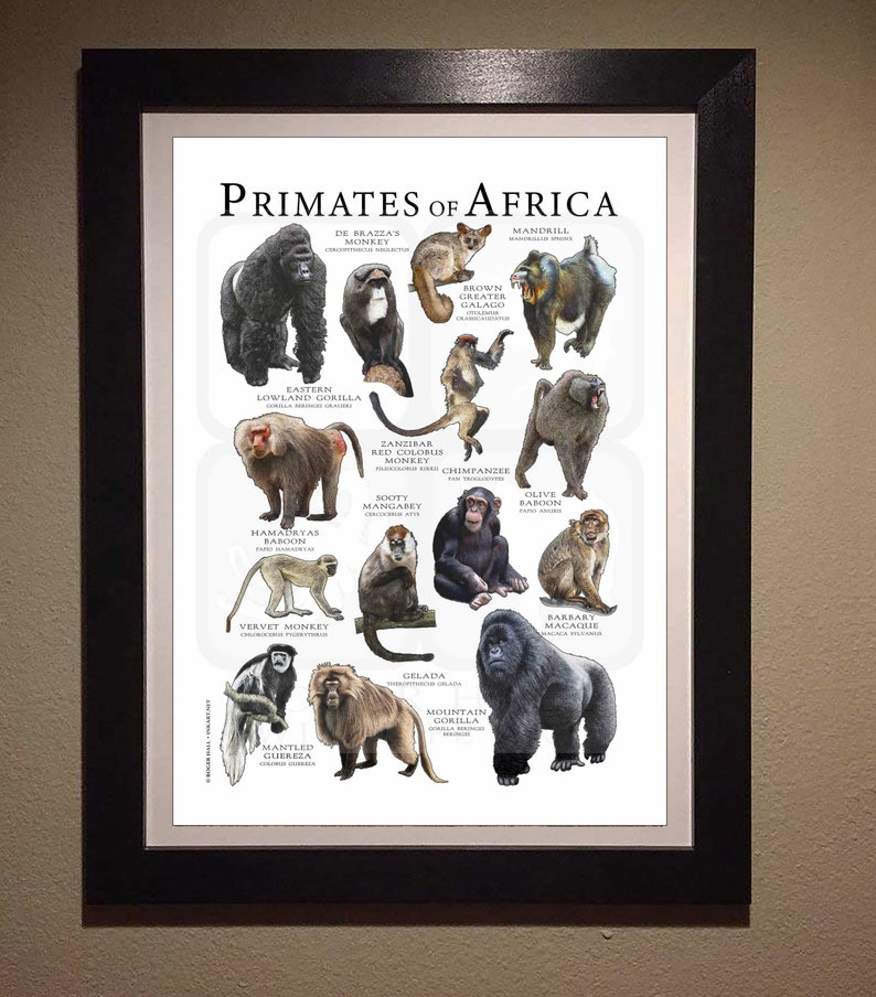 Primates of Africa Poster Print - SIGNED BY ARTIST! - Etsy