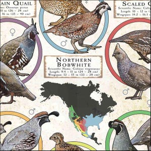 Quail Species of North America Poster Print/field Guide - SIGNED BY ...