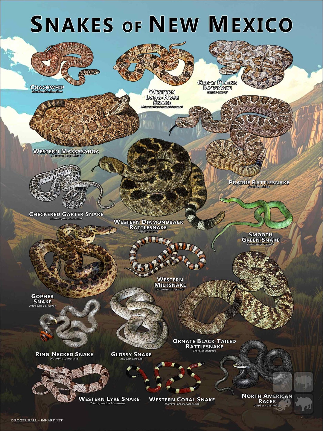 Snakes of New Mexico Poster Print Field Guide - Etsy