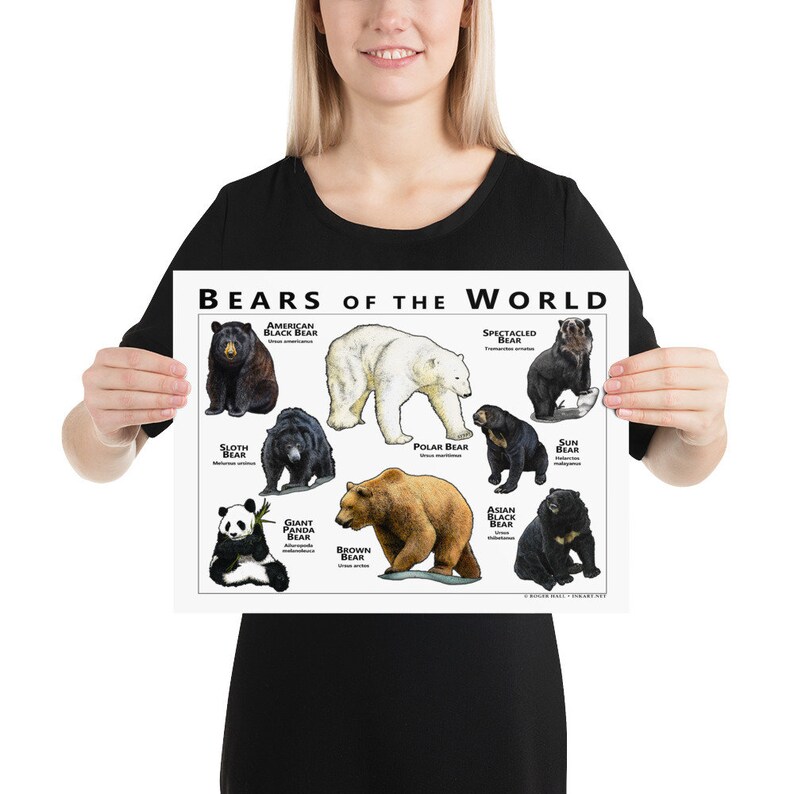 Bears of the World Poster / Field Guide | Etsy