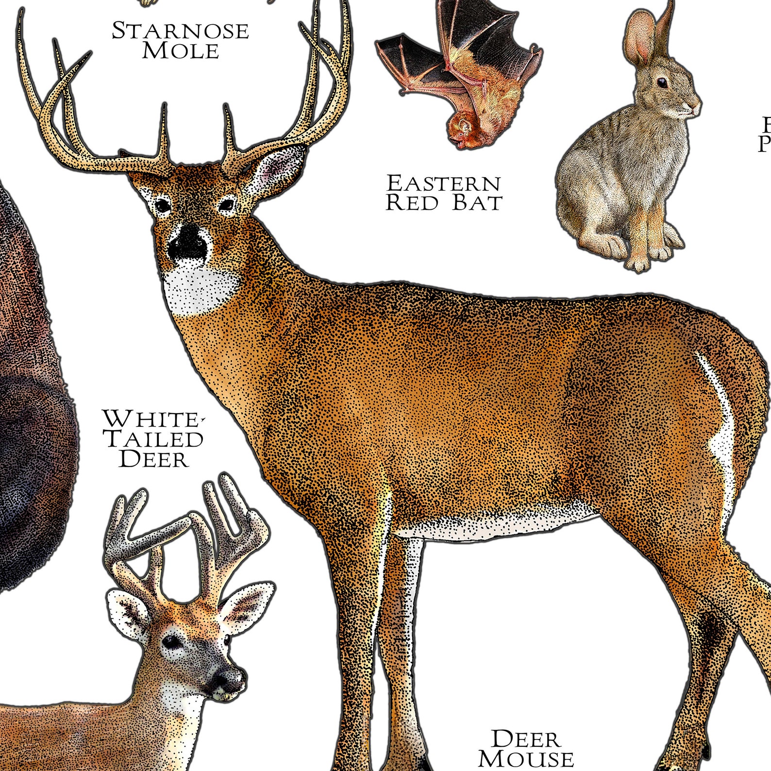 Mammals of Florida Poster Print / Florida Mammals Field Guide - Etsy