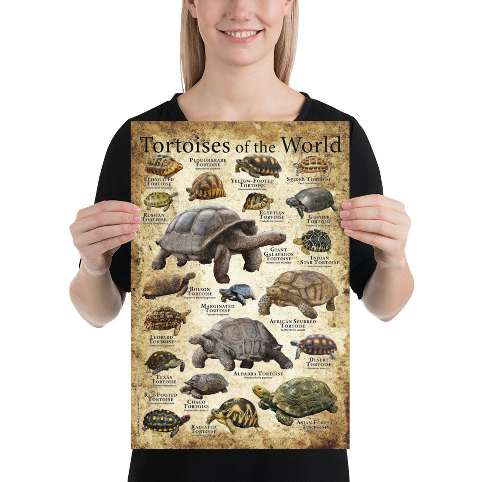 Tortoises of the World Poster Print - SIGNED BY ARTIST - Etsy