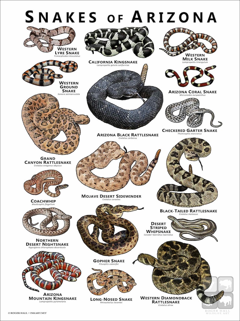Snakes of Arizona Poster Print /field Guide - SIGNED BY ARTIST! - Etsy