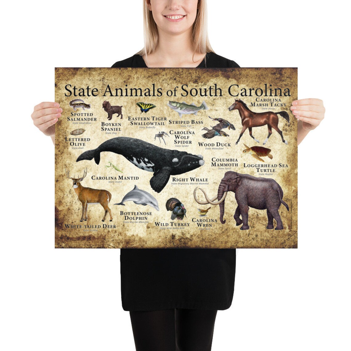 South Carolina State Animals | Etsy