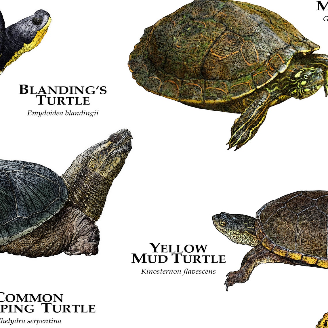 Freshwater Turtles of the Midwest Art Print / Field Guide - Etsy