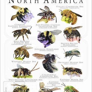Bee Species of North America Poster Print - SIGNED BY ARTIST! - Etsy