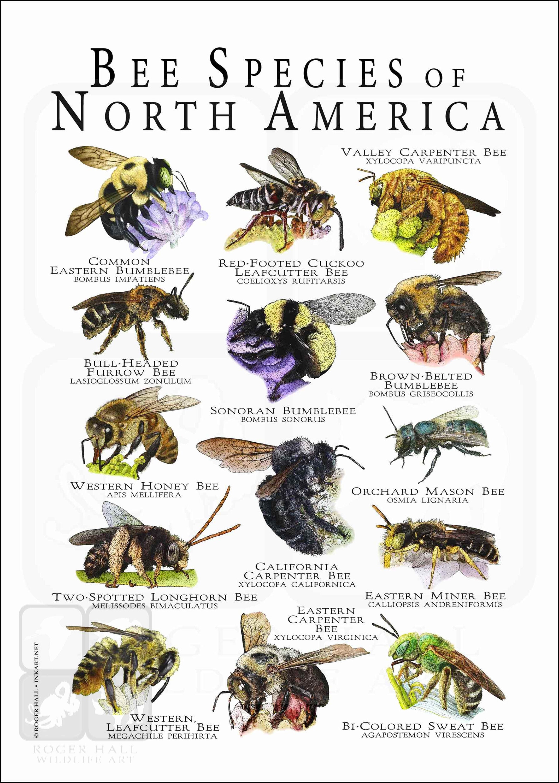 Bee Species of North America Poster Print - SIGNED BY ARTIST! - Etsy
