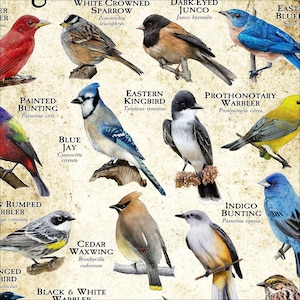 Songbirds of Arkansas Poster Print Field Guide - Etsy