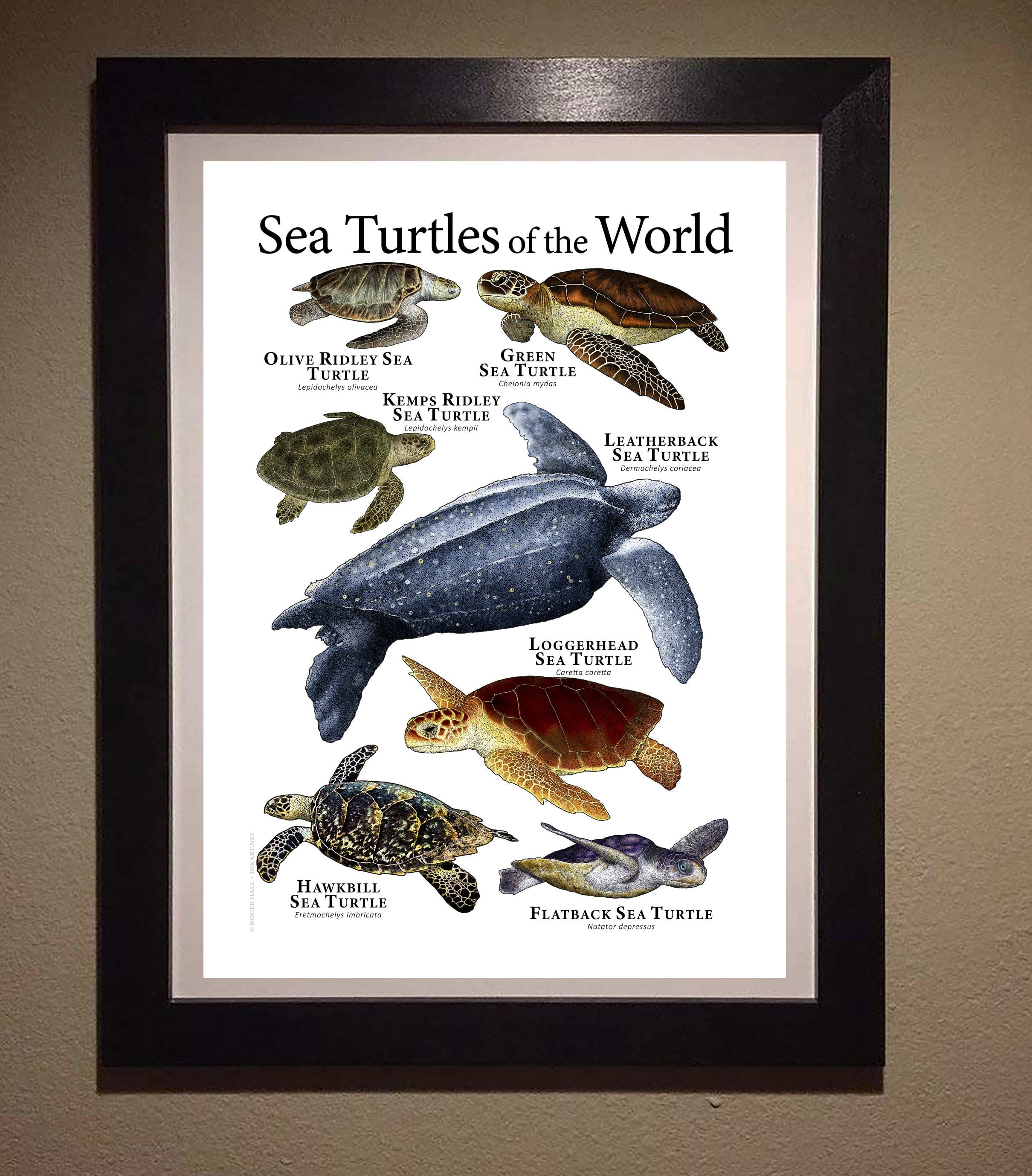 Sea Turtles of the World Poster Print - Etsy