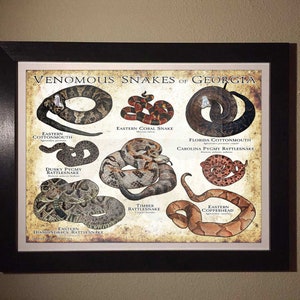 Venomous Snakes of Georgia Art Print / Field Guide - Etsy
