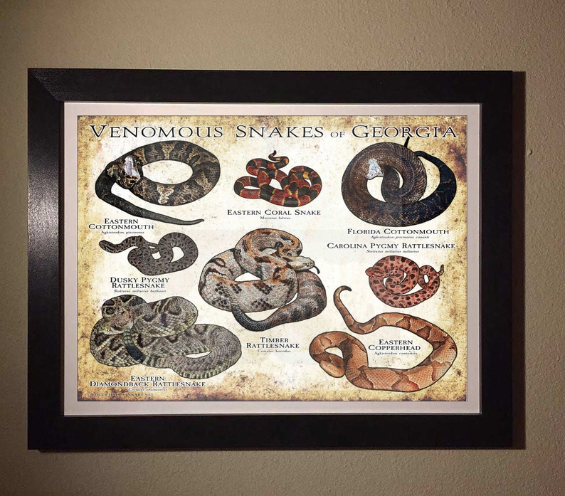 Venomous Snakes of Georgia Art Print / Field Guide - Etsy